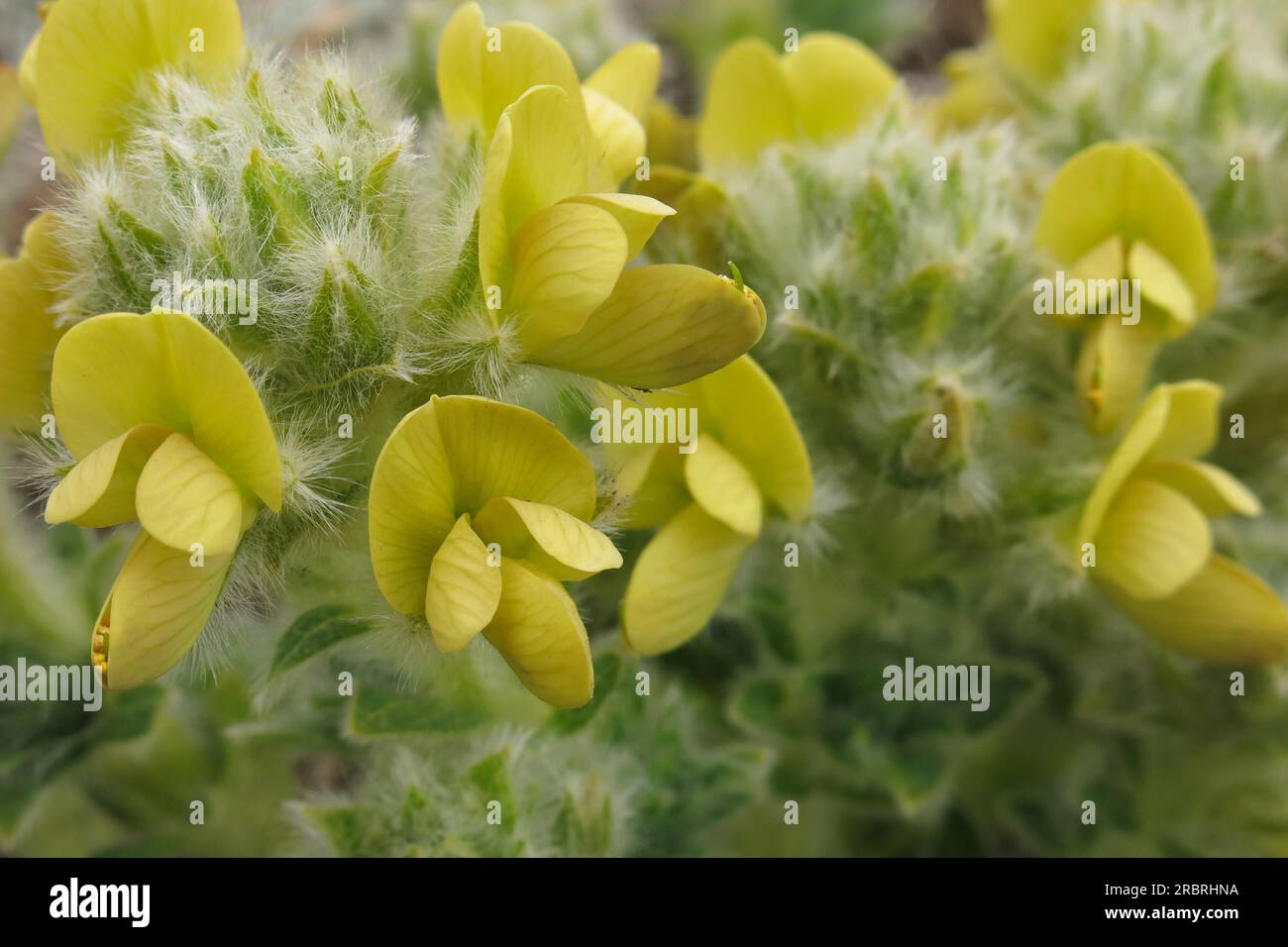 Small yellow spring flowers growing in the Everest National Park, Nepal ...