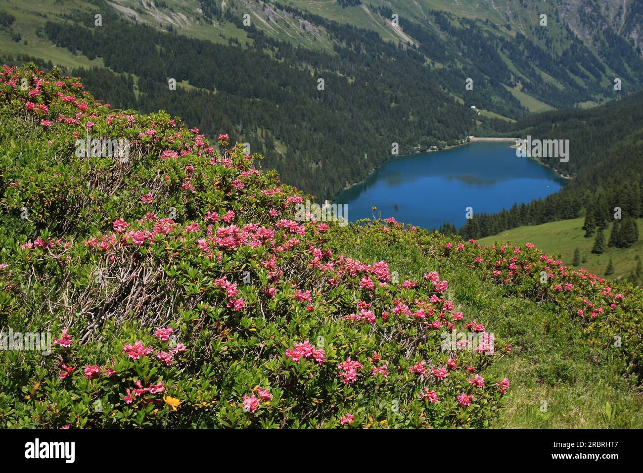 Alpine roses and Lake Arnensee, Switzerland Stock Photo - Alamy