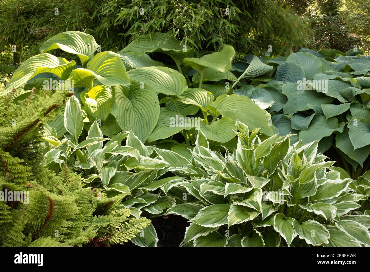 Flowering hostas hi-res stock photography and images - Alamy