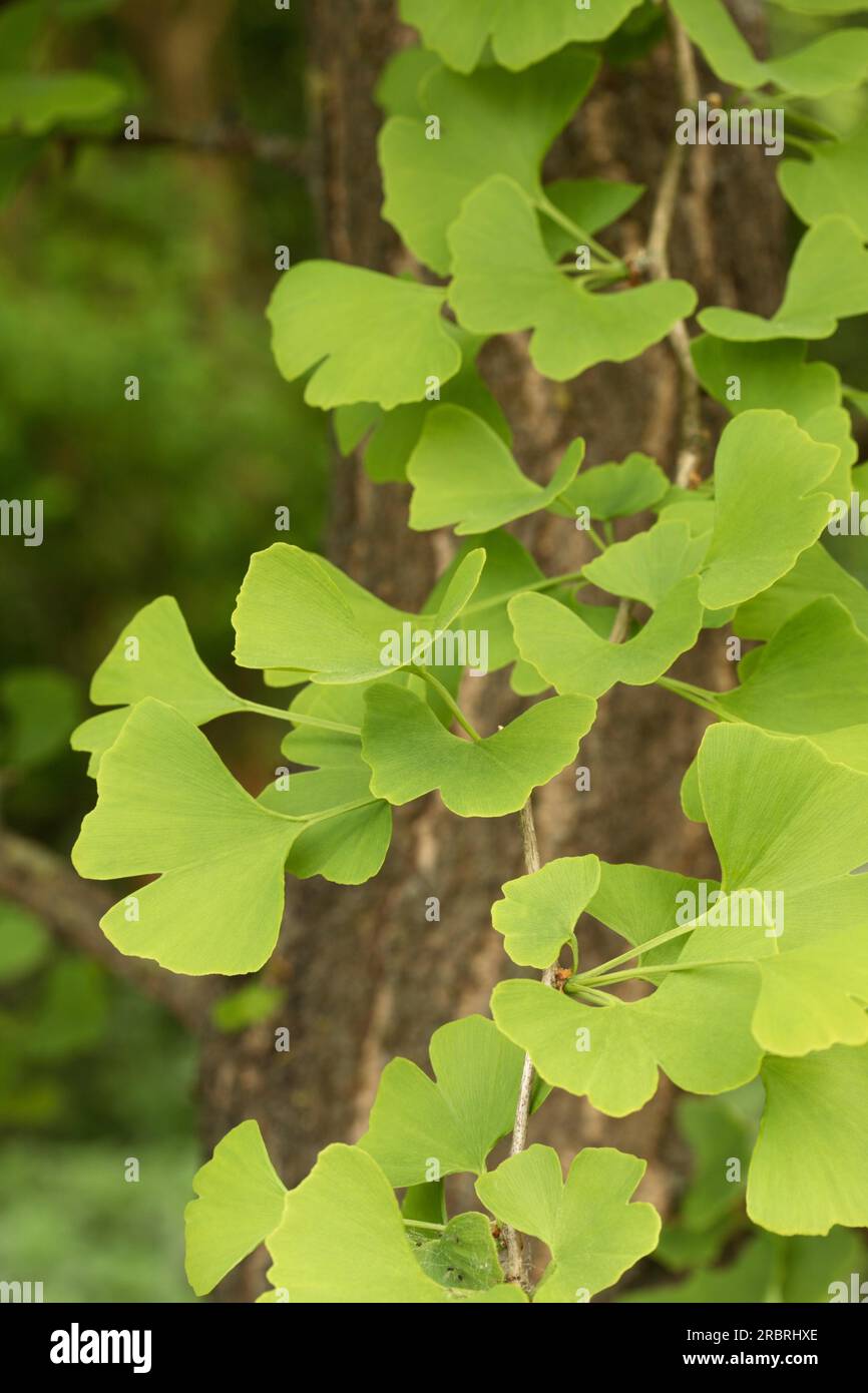 Ginkgo fanleaf tree (Ginkgo biloba Stock Photo - Alamy