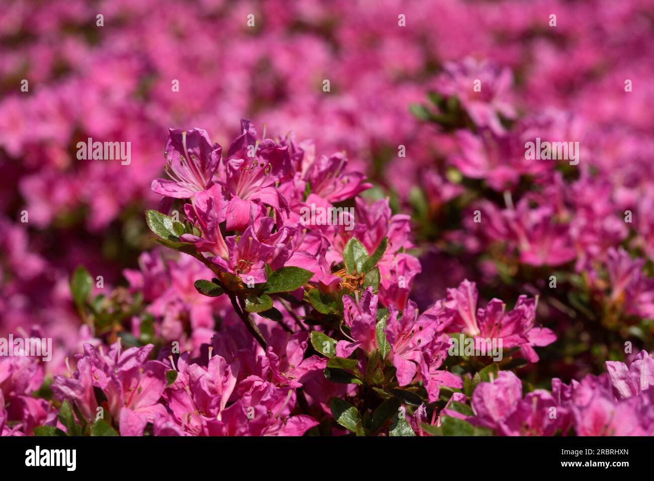 Purple azalea japanese hi-res stock photography and images - Alamy