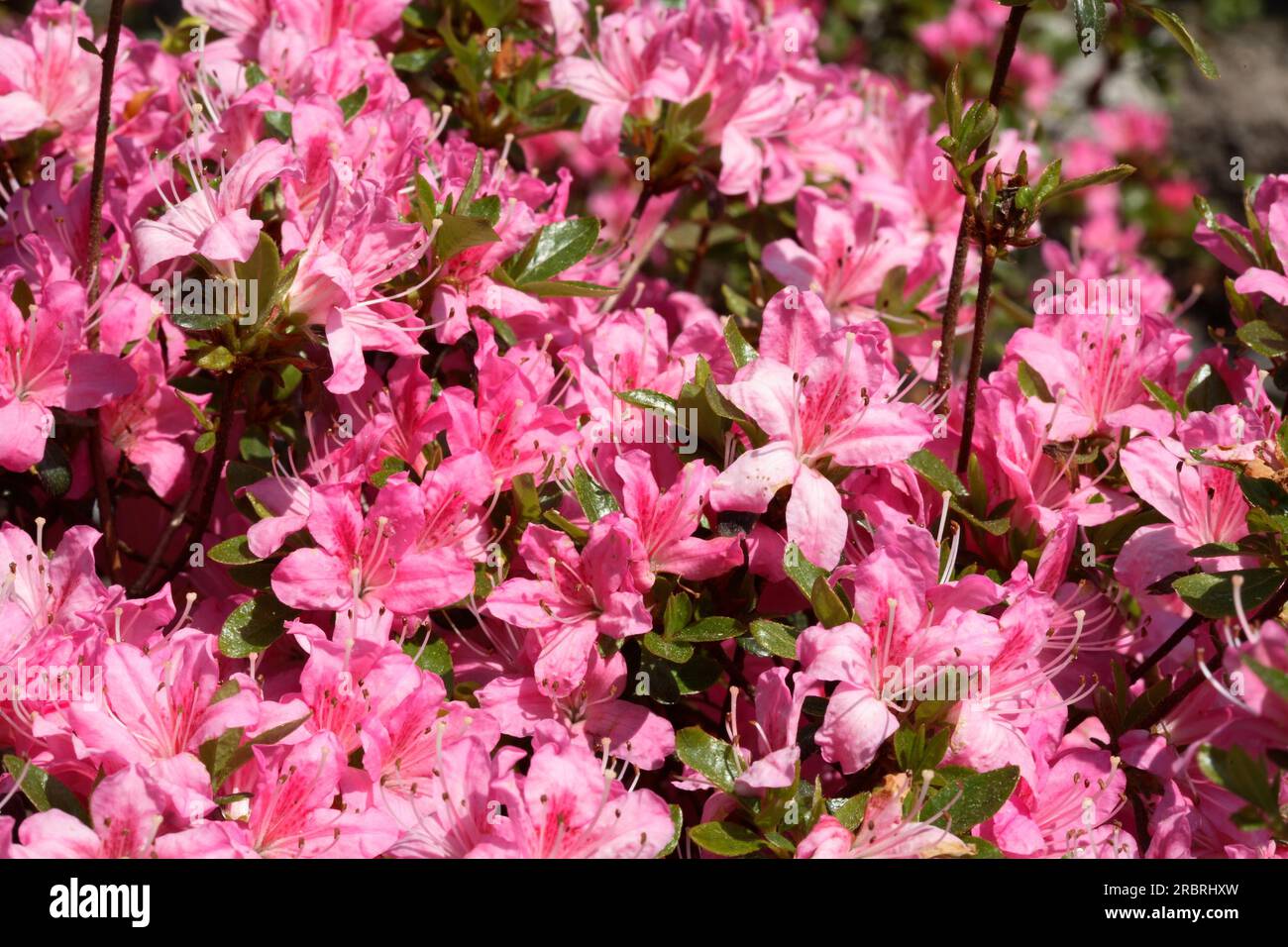 Japanese Azalea - Rhododendron 'Diamond Pink' Stock Photo - Alamy