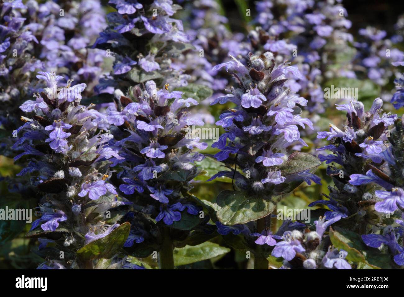 Creeping bugleweed (Ajuga reptans 'Atropurpurea' Stock Photo - Alamy