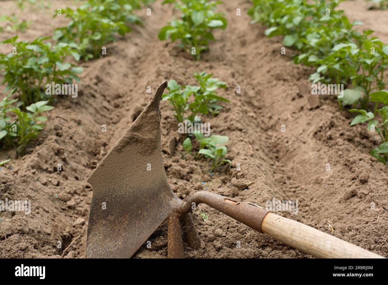 Earthing up potatoes hi-res stock photography and images - Alamy