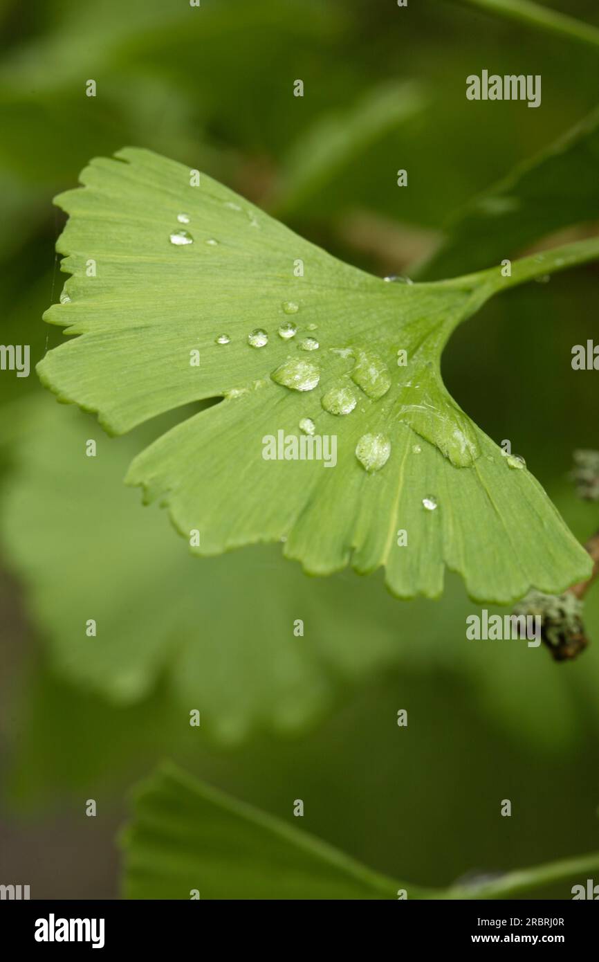 Ginkgo fanleaf tree (Ginkgo biloba Stock Photo - Alamy