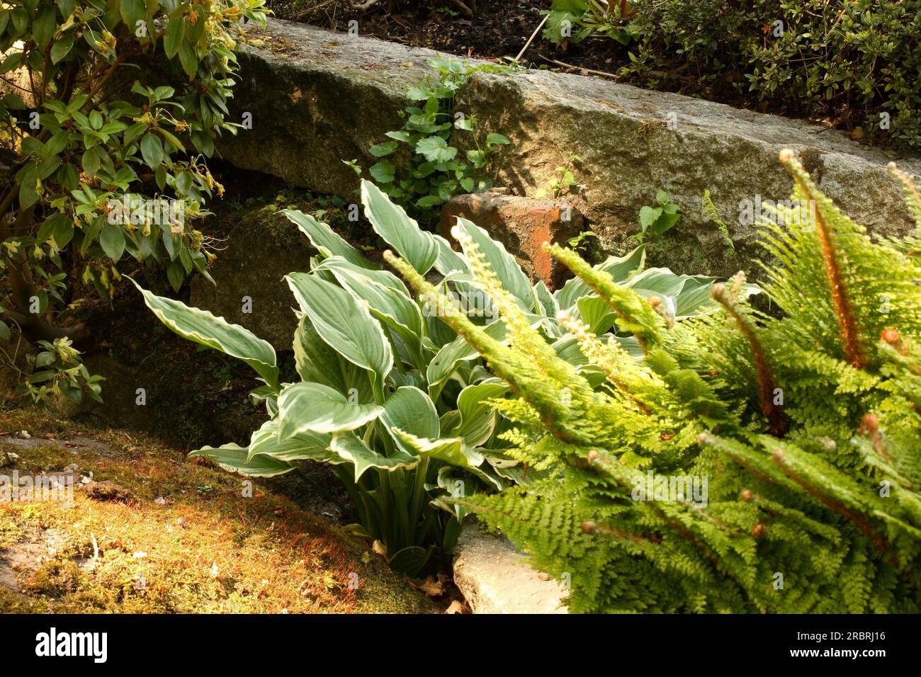 Shade bed with funkie and fern Stock Photo - Alamy