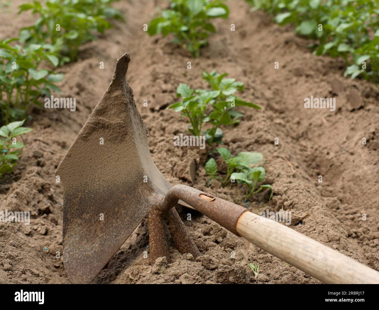 Earthing up potatoes hi-res stock photography and images - Alamy