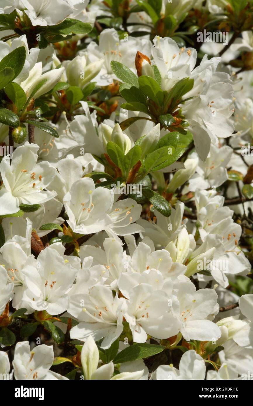 Japanese Azalea - Rhododendron 'Diamond Whiteß´ Stock Photo - Alamy