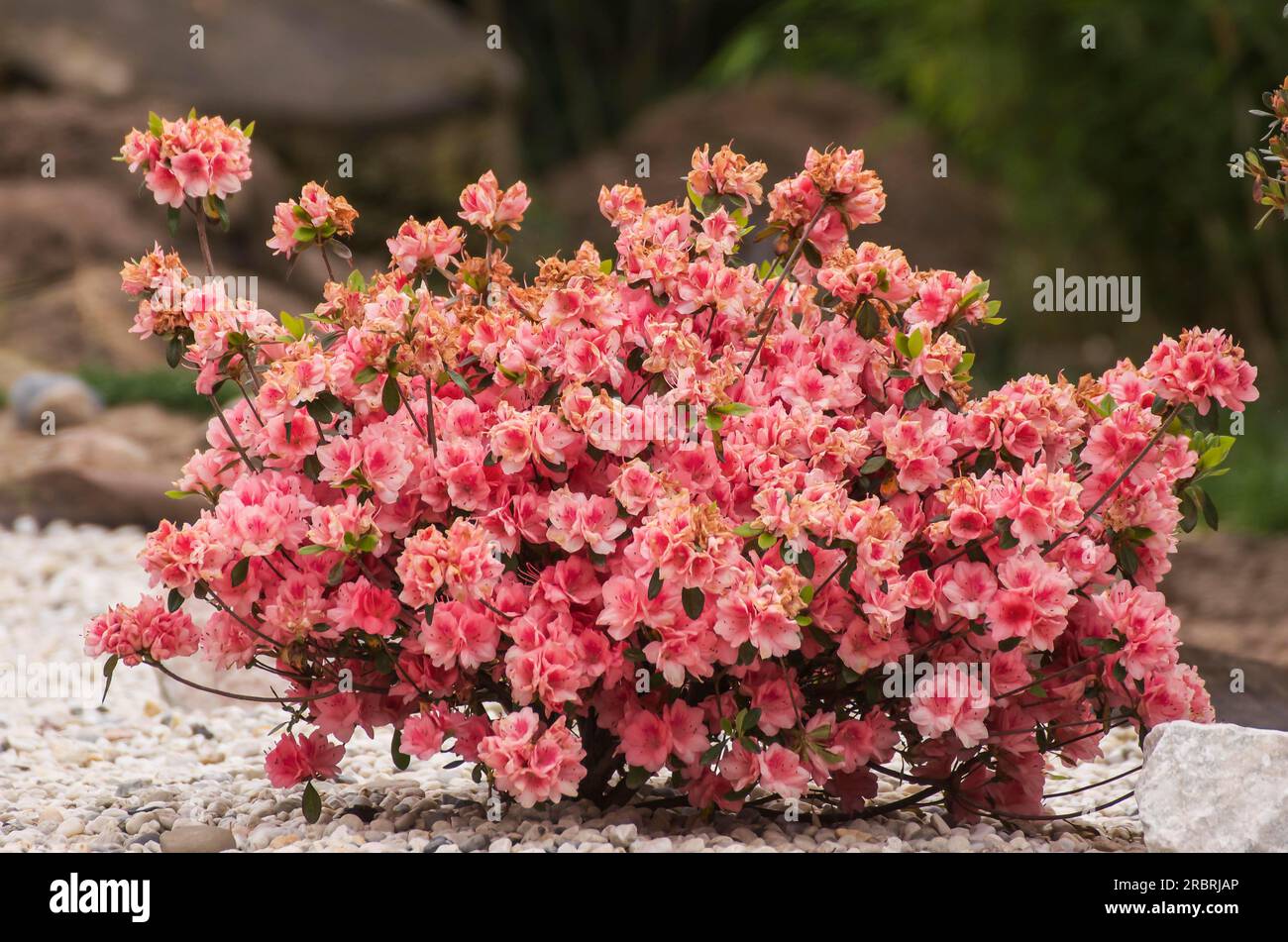 Asian style private garden hi-res stock photography and images - Alamy