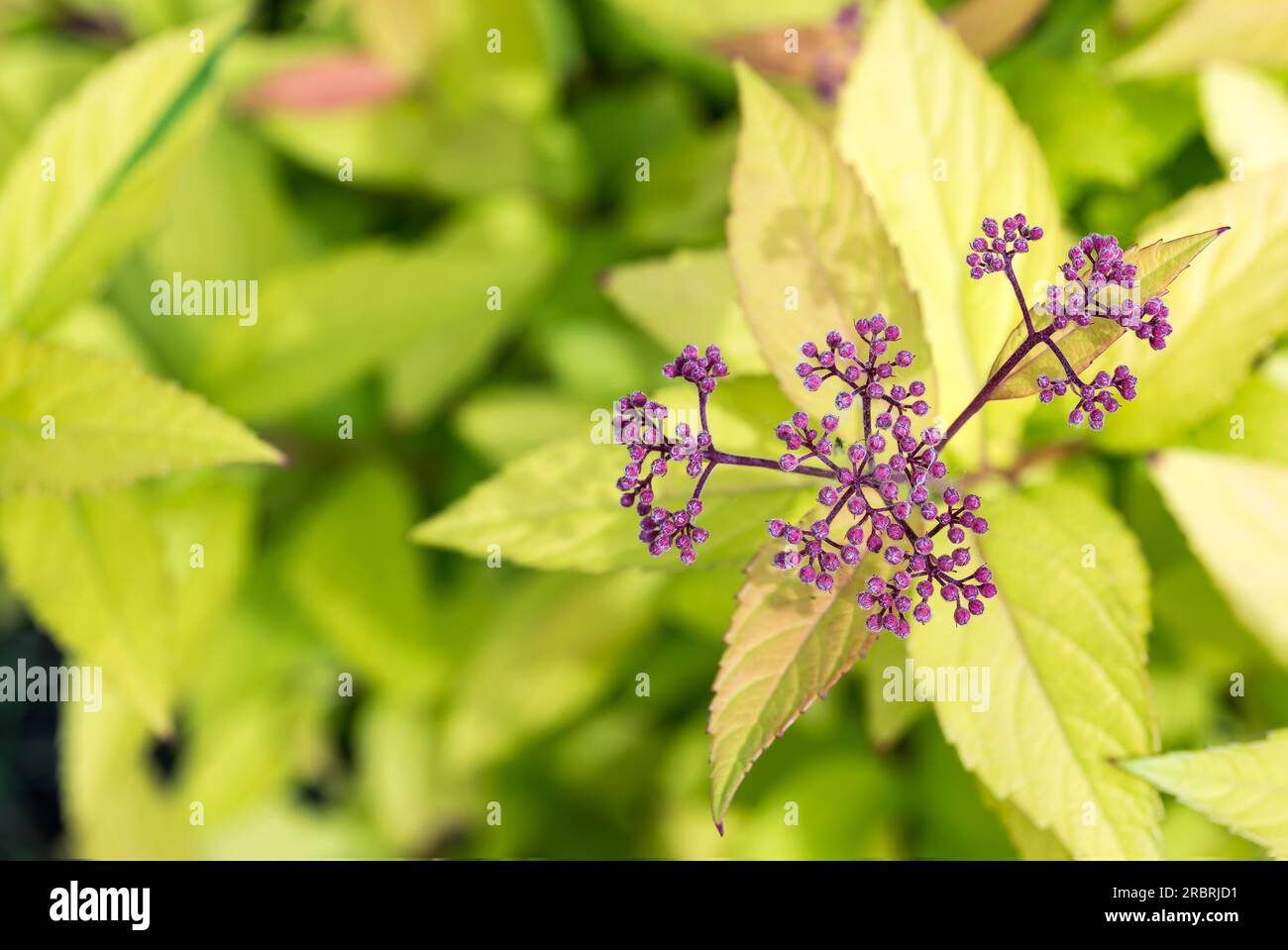 Top view of a (Spiraea Japonica), with the purple buds in the ...