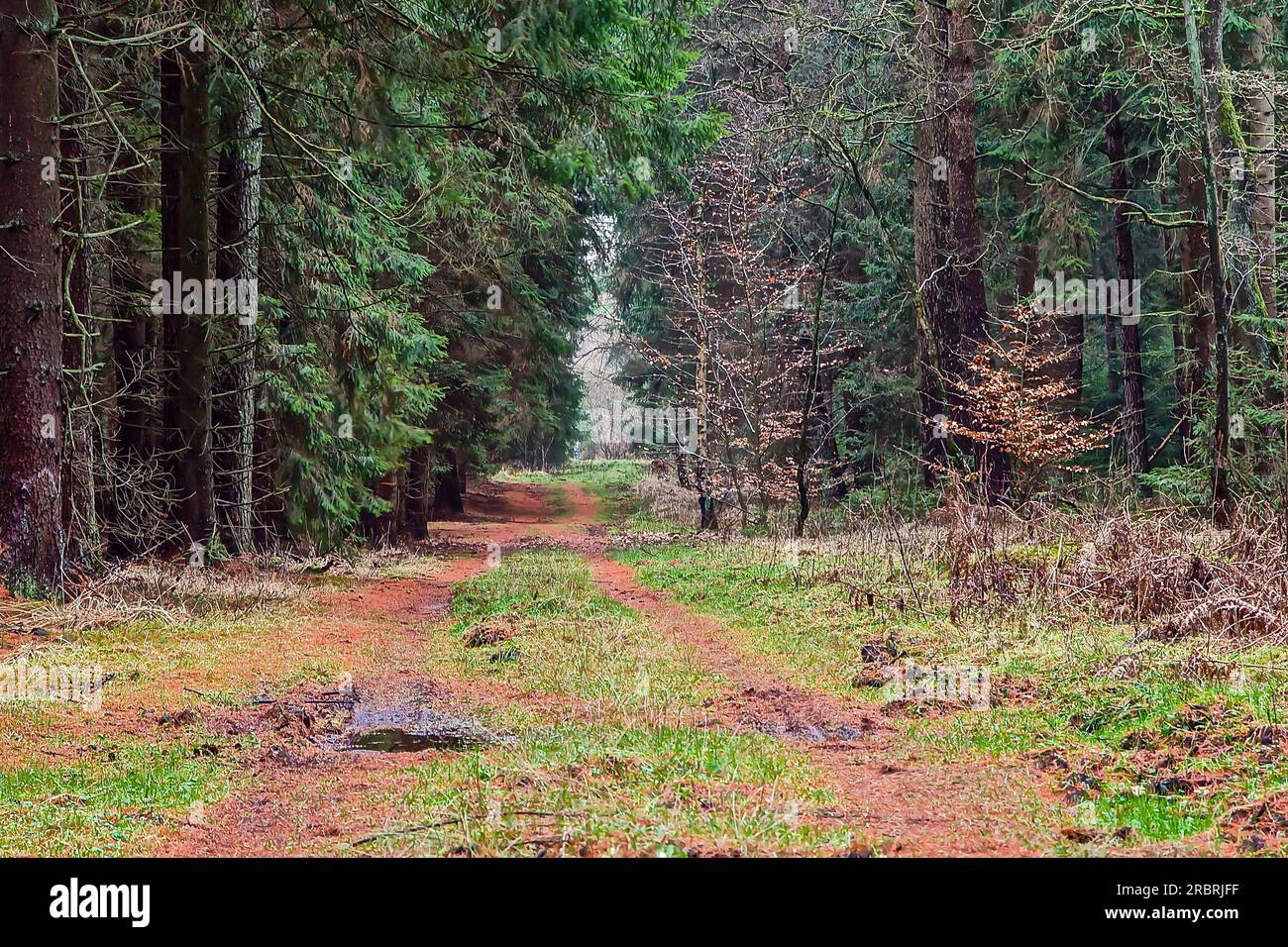 Forest contamination hi-res stock photography and images - Alamy