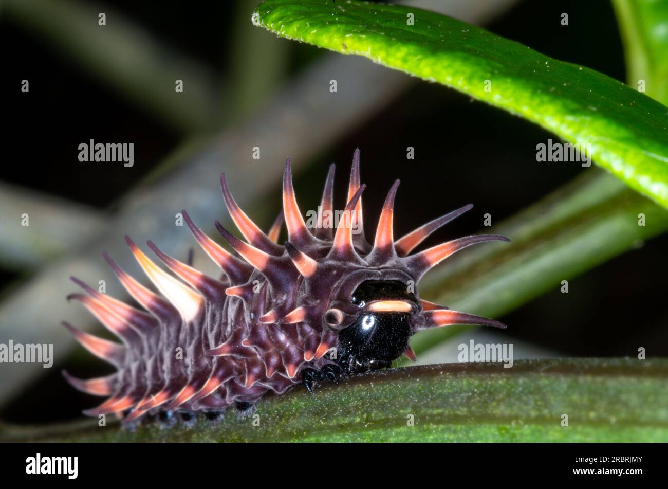 Cairns Birdwing Butterfly, Ornithoptera euphorion, caterpillar, early ...