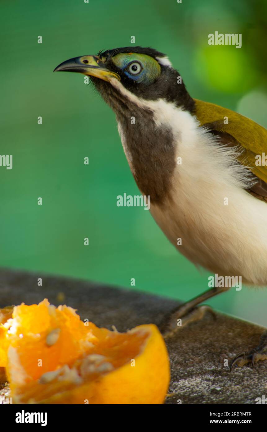 Banana bird hi-res stock photography and images - Alamy