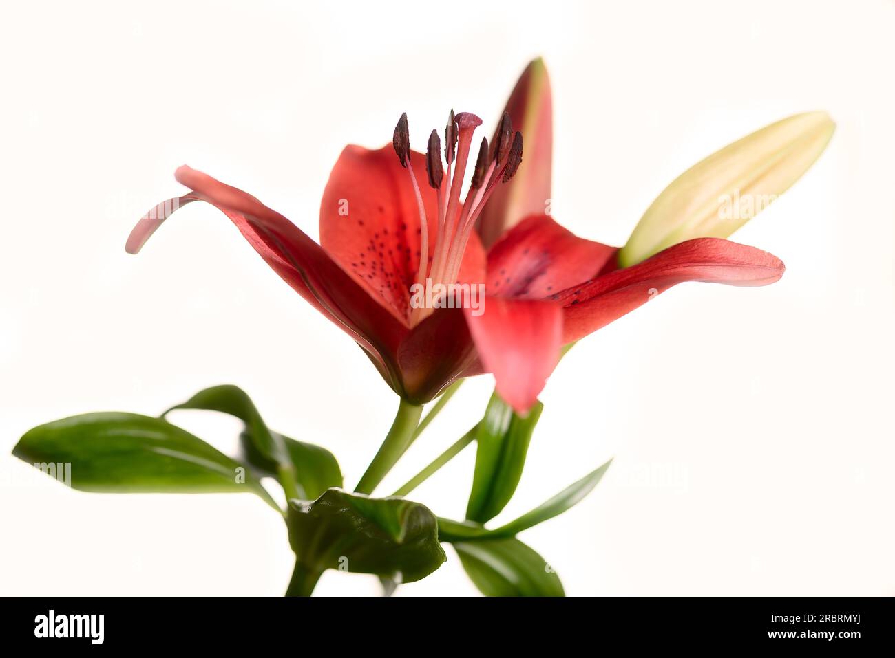 Fresh Red Tiger Lily Stock Photo - Alamy