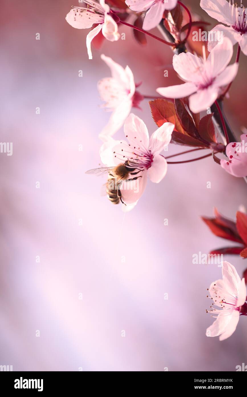 Close up of a branch covered in pretty dainty pink cherry blossom ...