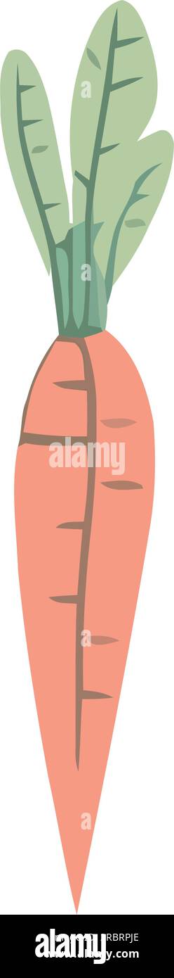 Fresh organic carrot, symbol of healthy eating Stock Vector Image & Art ...