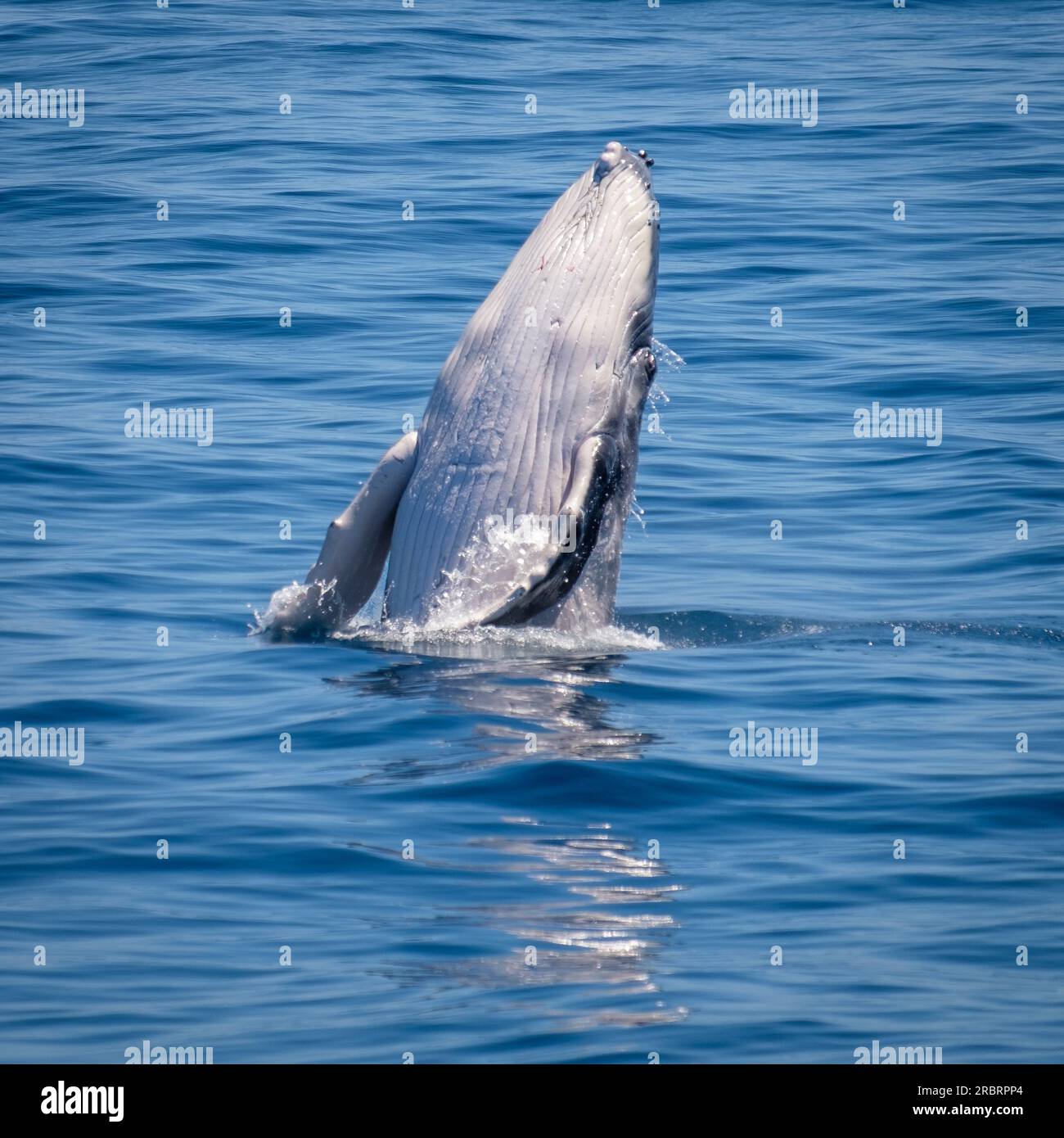 Whale Watching with "Lady Musgrave Island Experience" out of Burnett ...