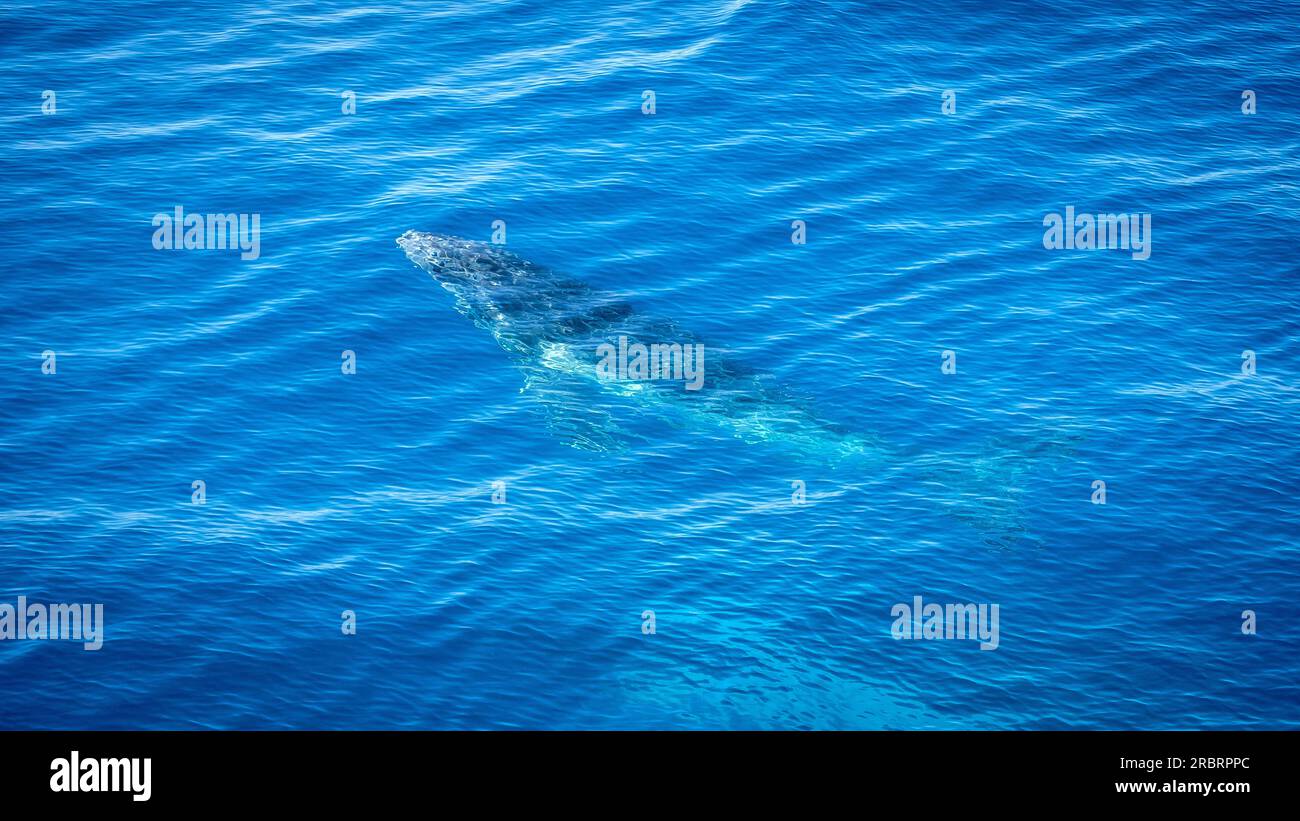 Whale Watching with "Lady Musgrave Island Experience" out of Burnett ...