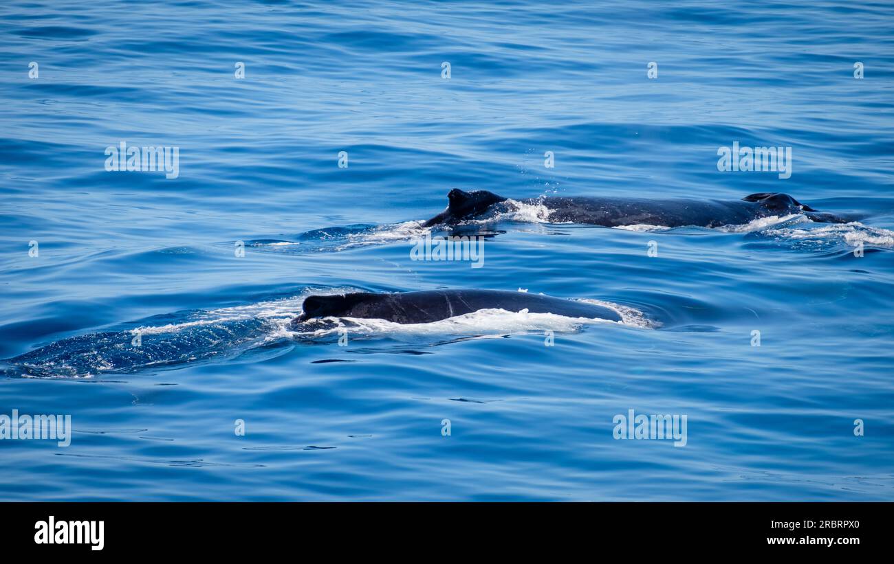 Whale Watching with "Lady Musgrave Island Experience" out of Burnett ...