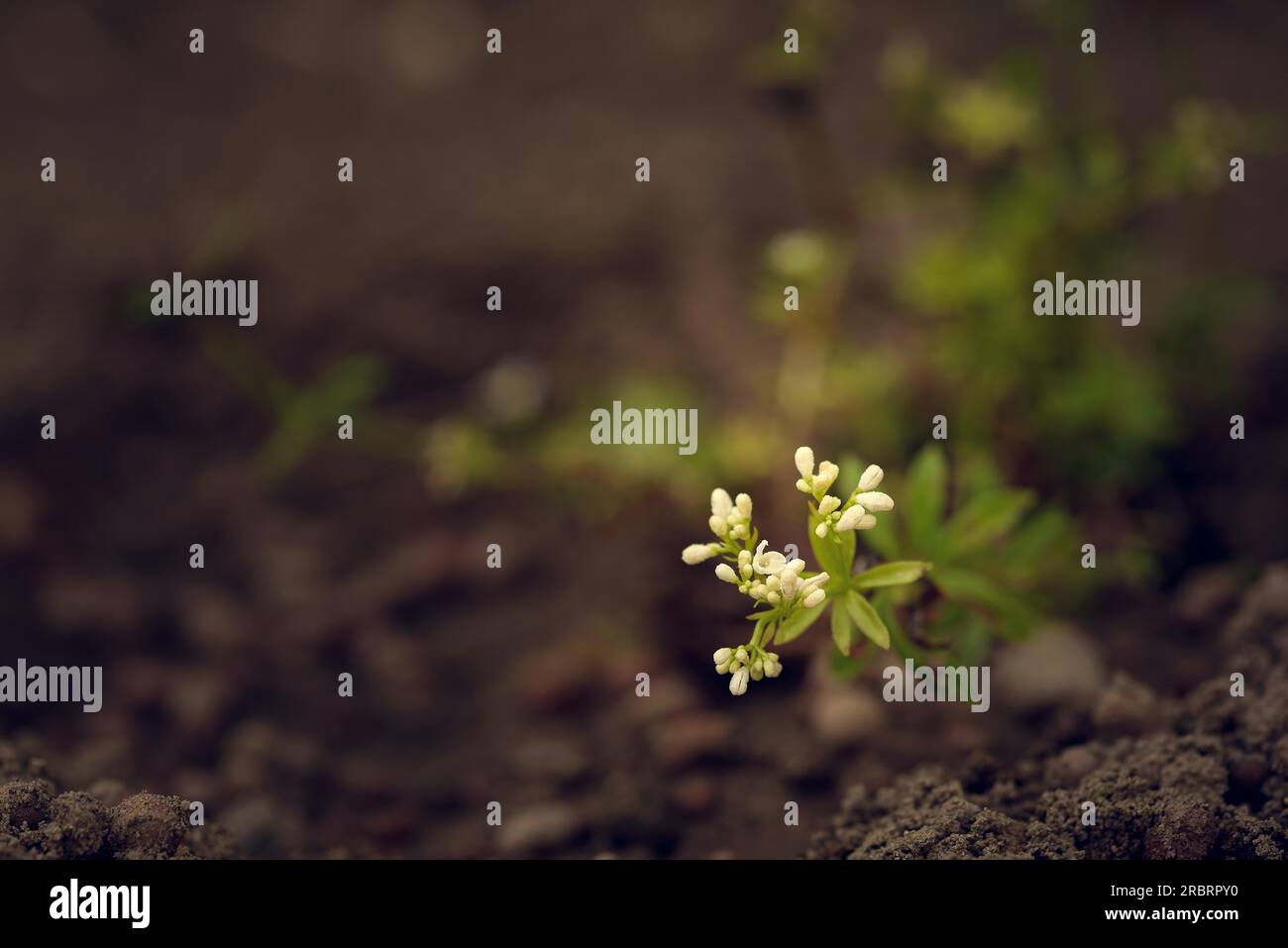 Perfume funnel hi-res stock photography and images - Alamy
