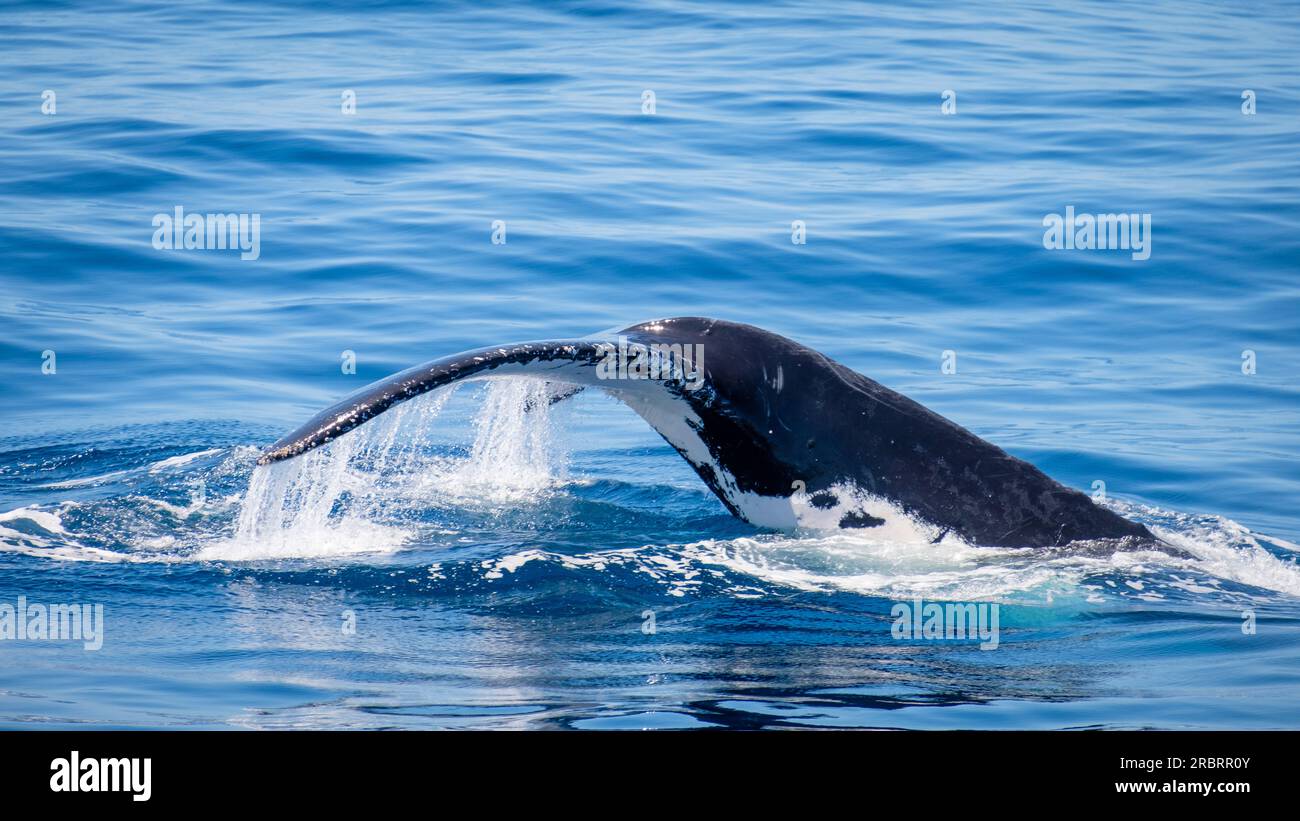 Whale Watching with "Lady Musgrave Island Experience" out of Burnett ...