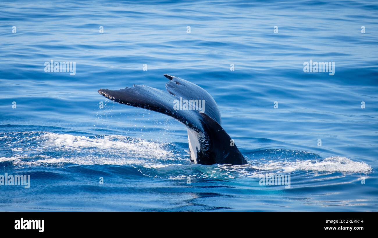 Whale Watching with "Lady Musgrave Island Experience" out of Burnett ...