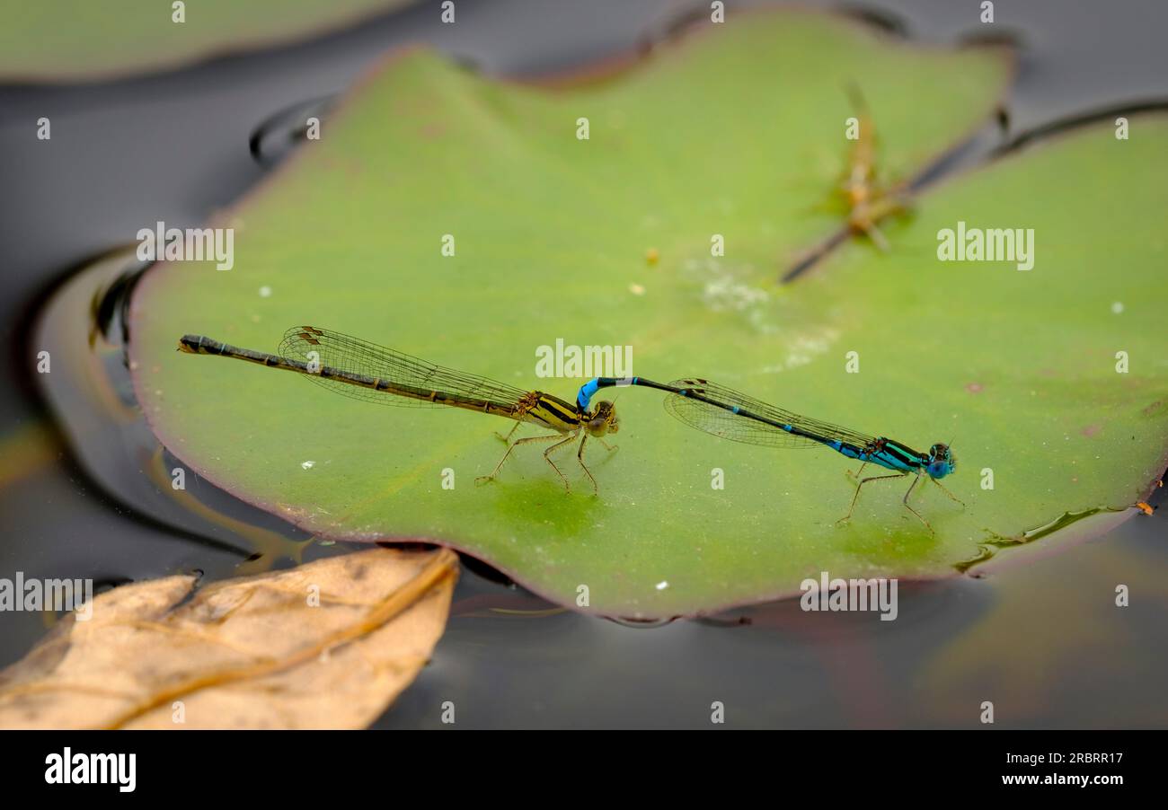 Damselflies at the frog ponds - Mt Coot-Tha Library Stock Photo - Alamy