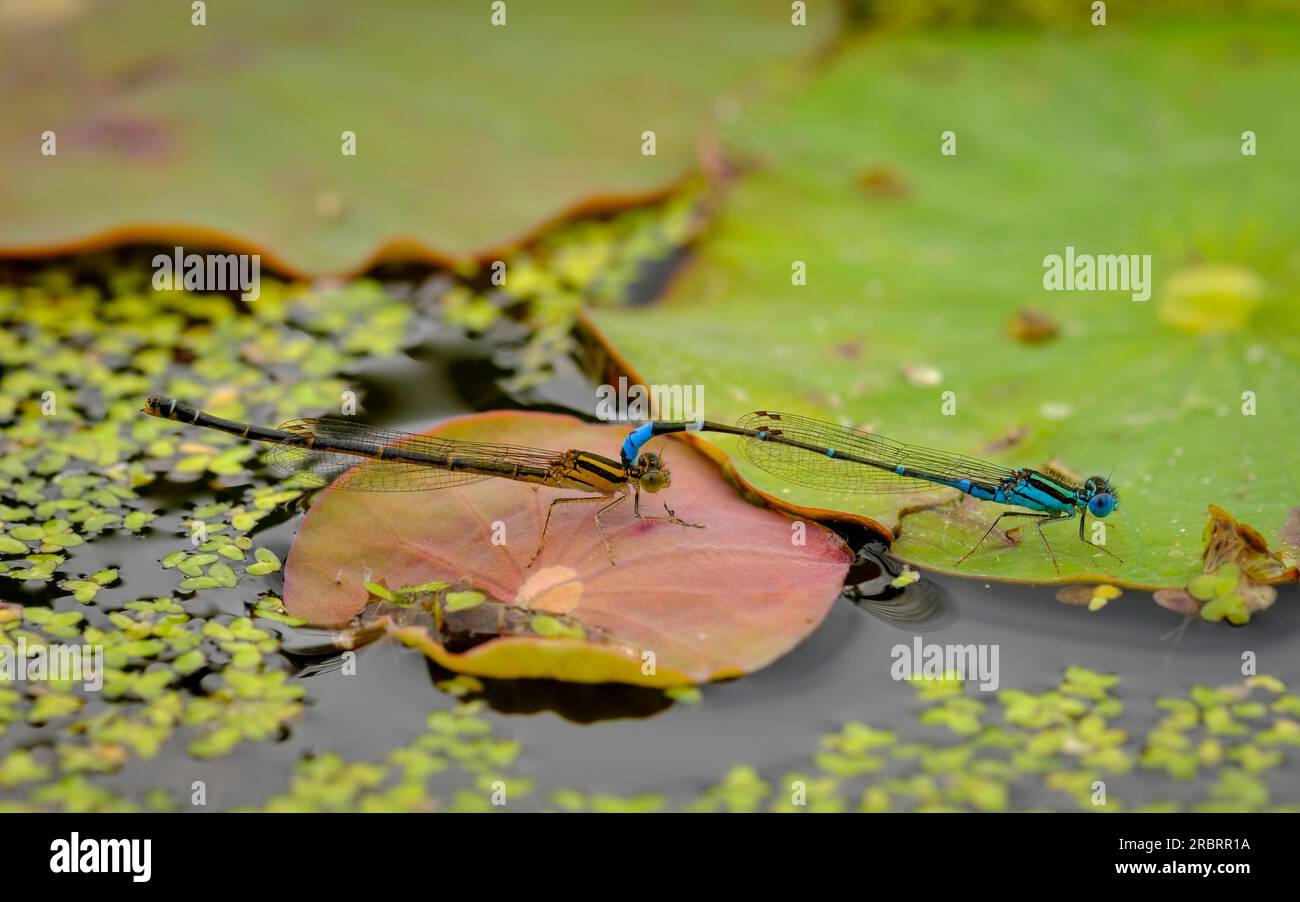 Damselflies at the frog ponds - Mt Coot-Tha Library Stock Photo - Alamy