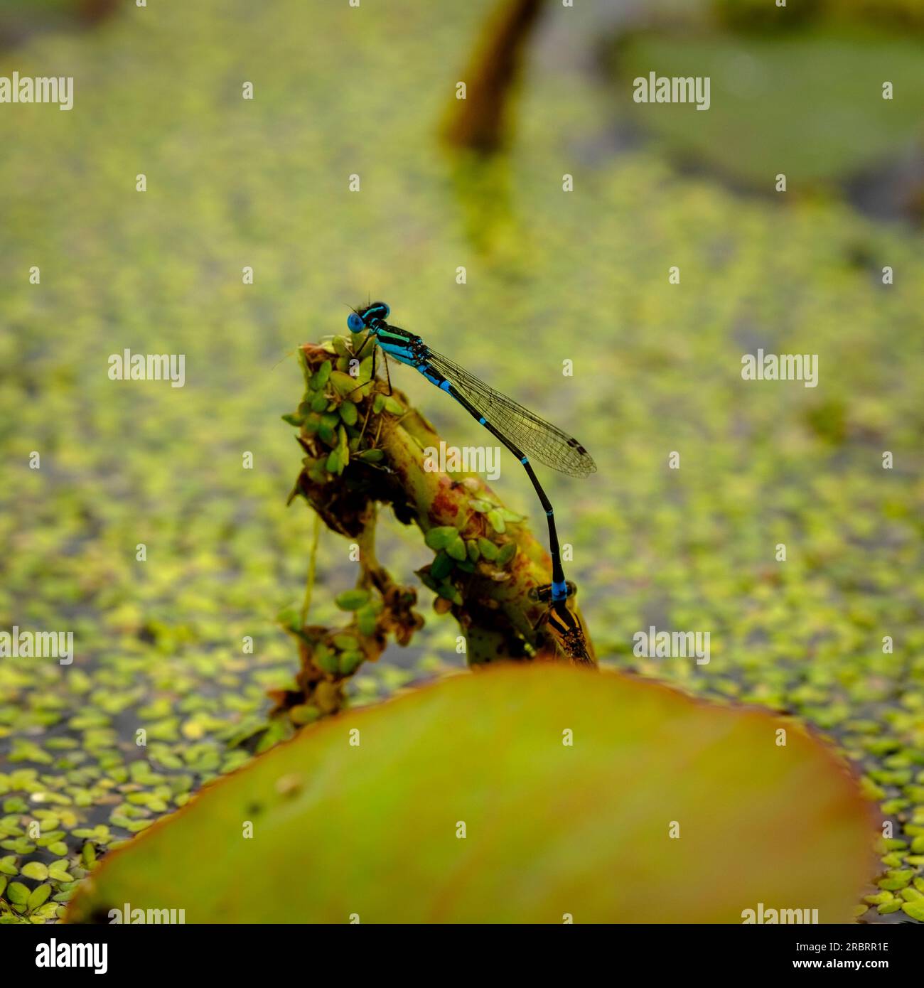 Damselflies at the frog ponds - Mt Coot-Tha Library Stock Photo - Alamy