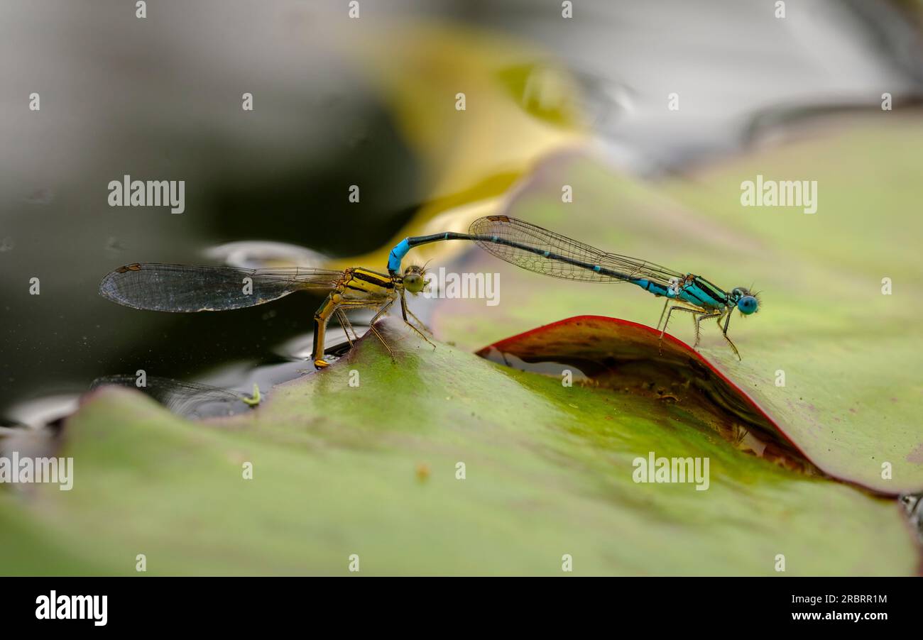 Damselflies at the frog ponds - Mt Coot-Tha Library Stock Photo - Alamy