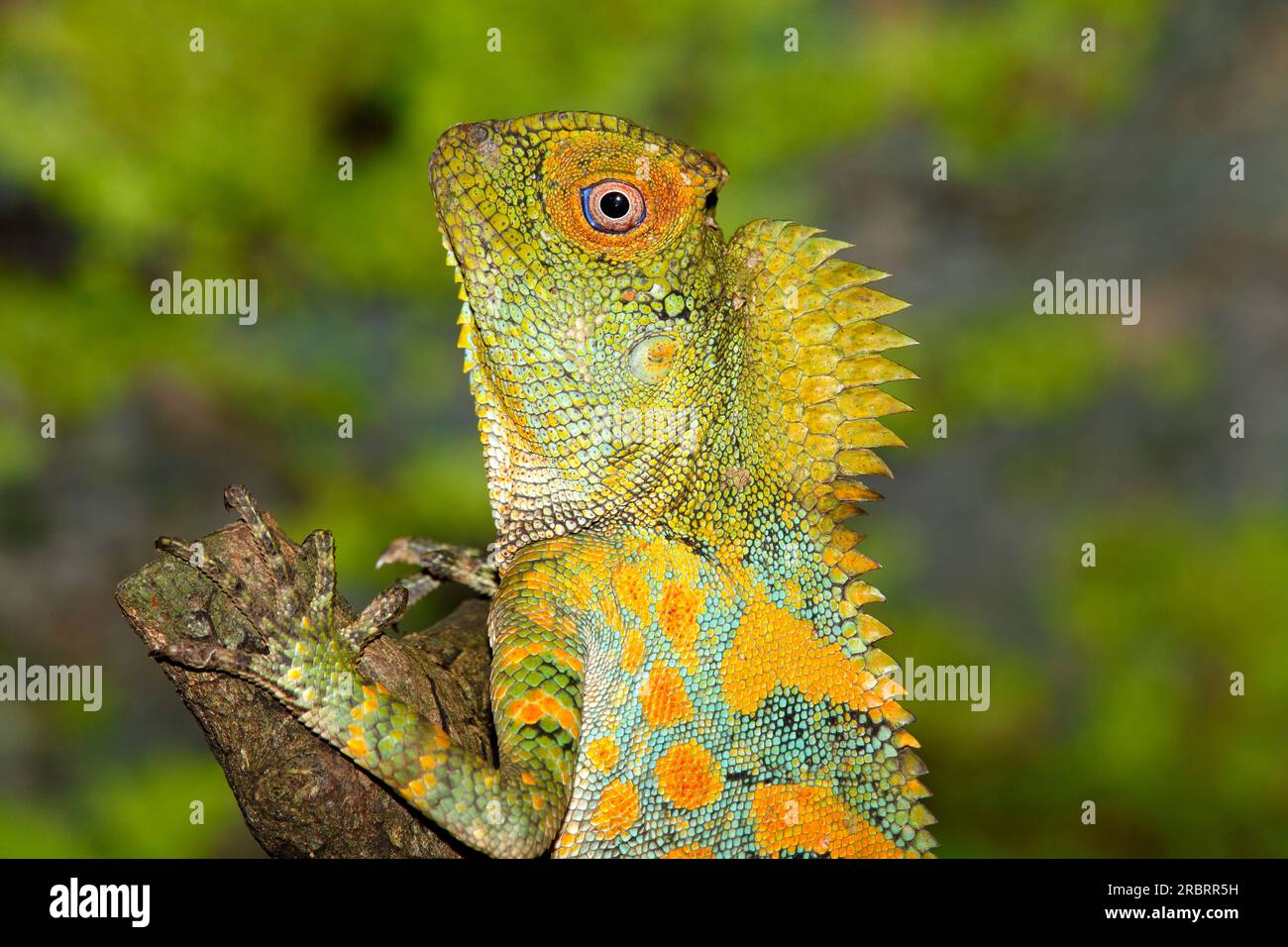 Chameleon Forest Lizard