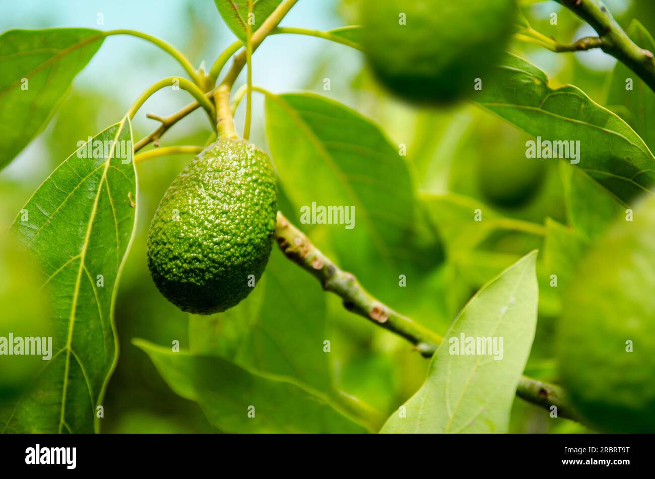 Green food plant avocado hi-res stock photography and images - Alamy