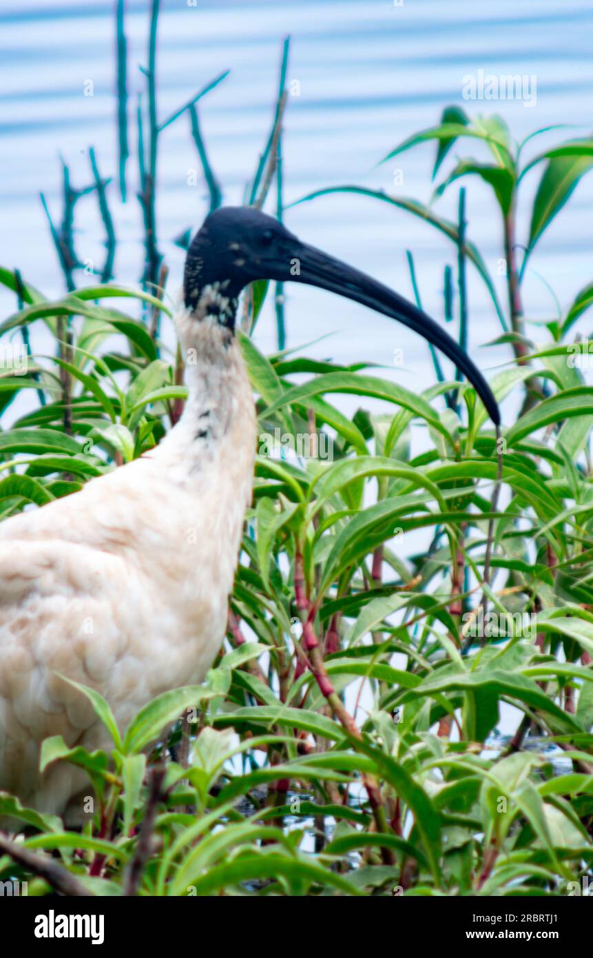 Australian White Ibis, Threskiornis moluccus, Hasties Swamp, Australia ...