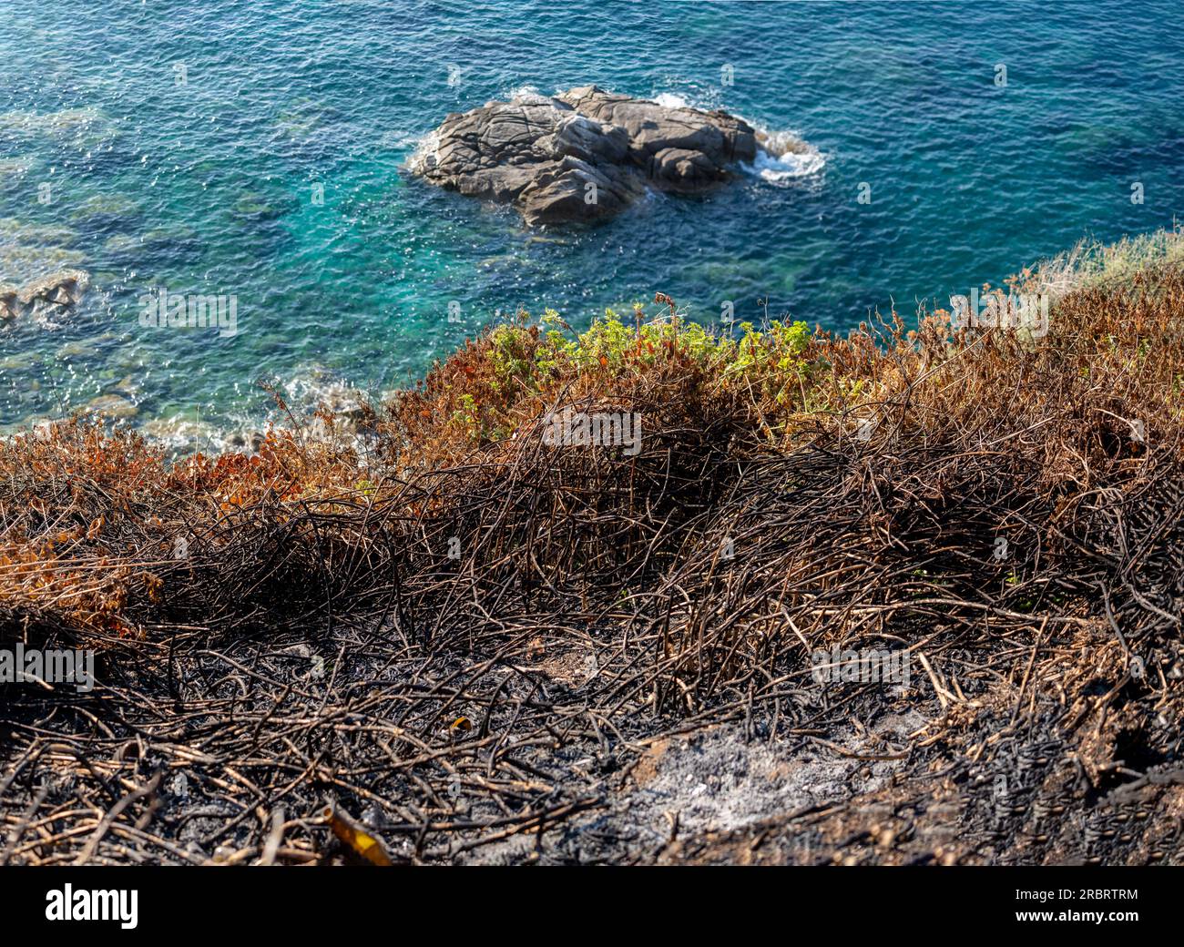 Burnt seaside floor undergrowth with grass and ash, wildfire near the ...