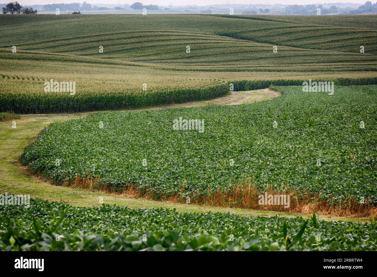 Iowa corn fields hi-res stock photography and images - Alamy