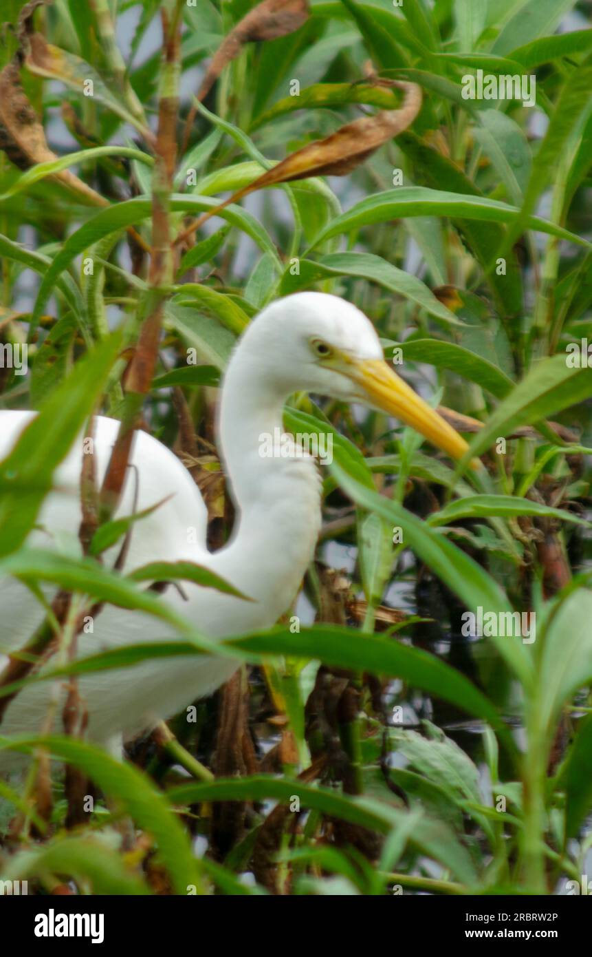 Intermediate Egret, Ardea intermedia (subspecies plumifera), Hasties ...