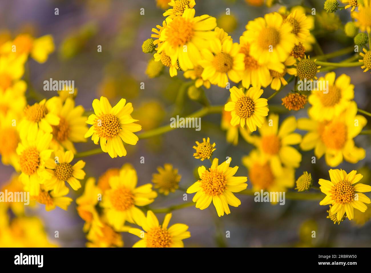 Spring flowers starting to bloom after a long winter Stock Photo - Alamy