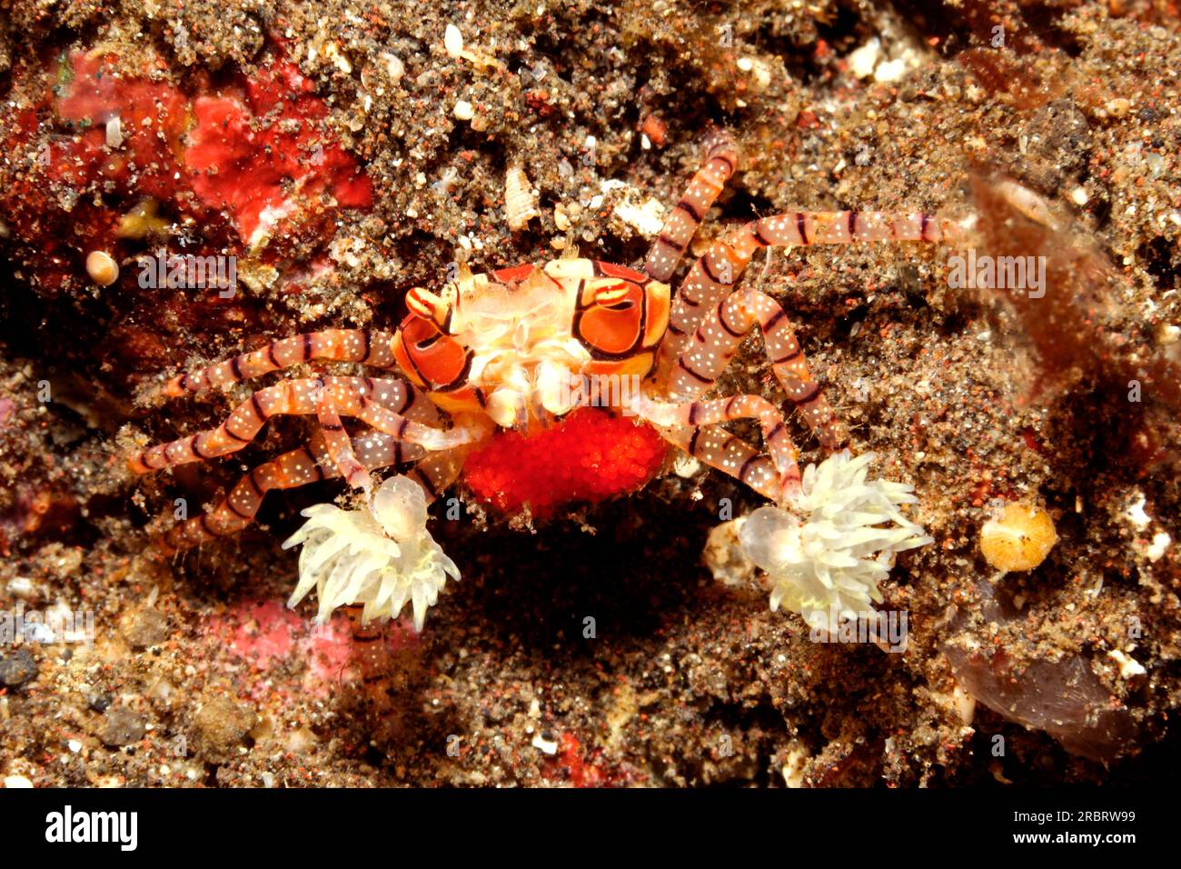Xanthidae crab xanthidae sp hi-res stock photography and images - Alamy