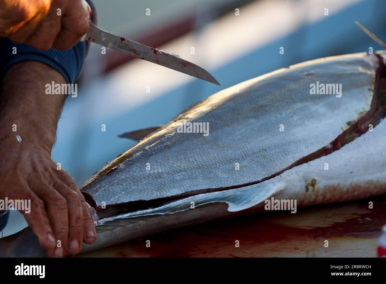 Fishermen cleaning and filleting a fresh caught saltwater fish Stock ...