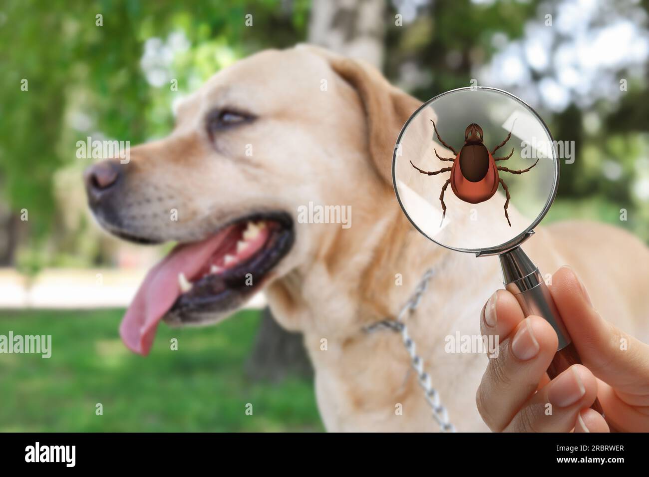 Tick dog labrador hi-res stock photography and images - Alamy