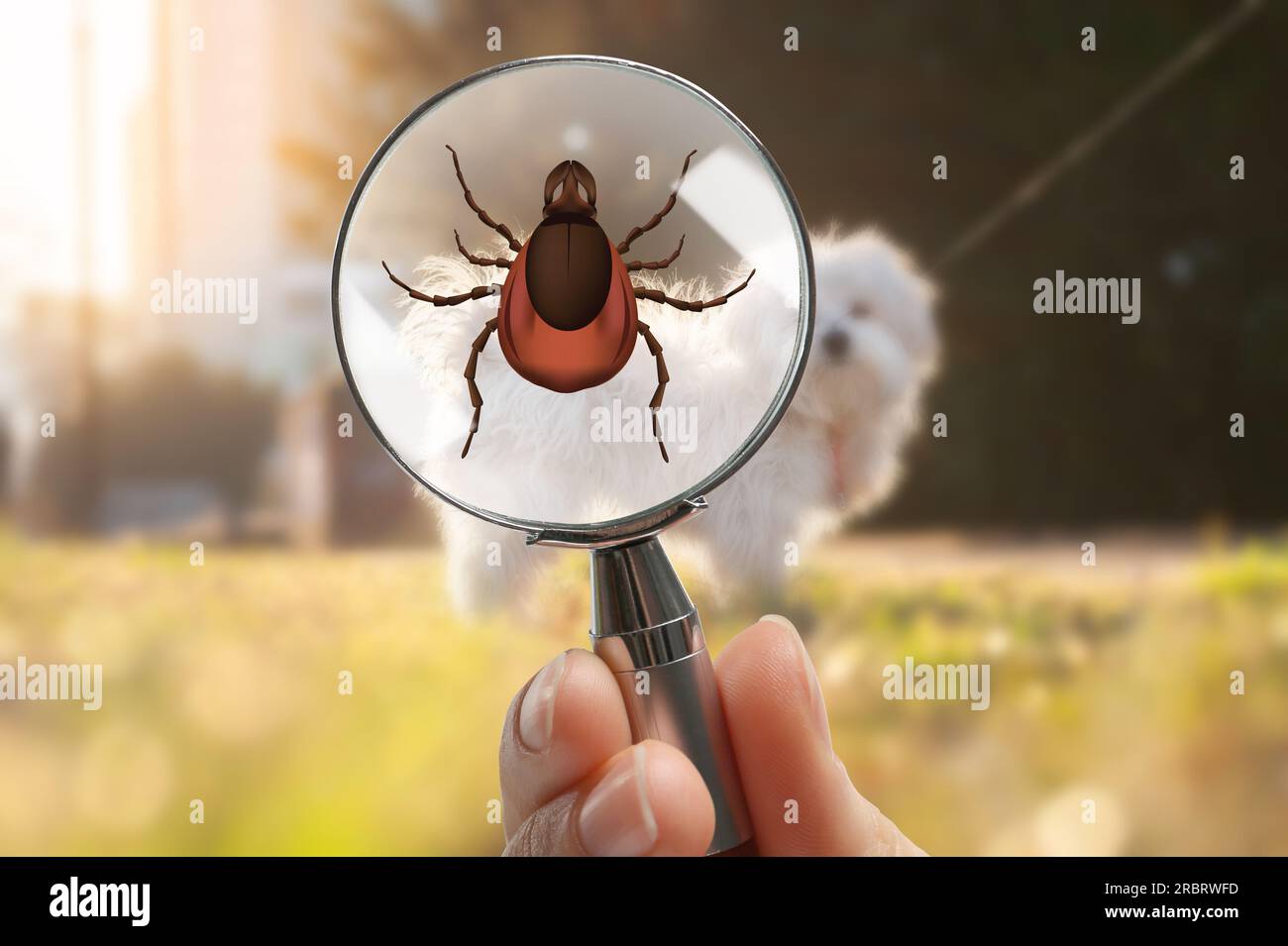 Cute dog outdoors and woman showing tick with magnifying glass ...