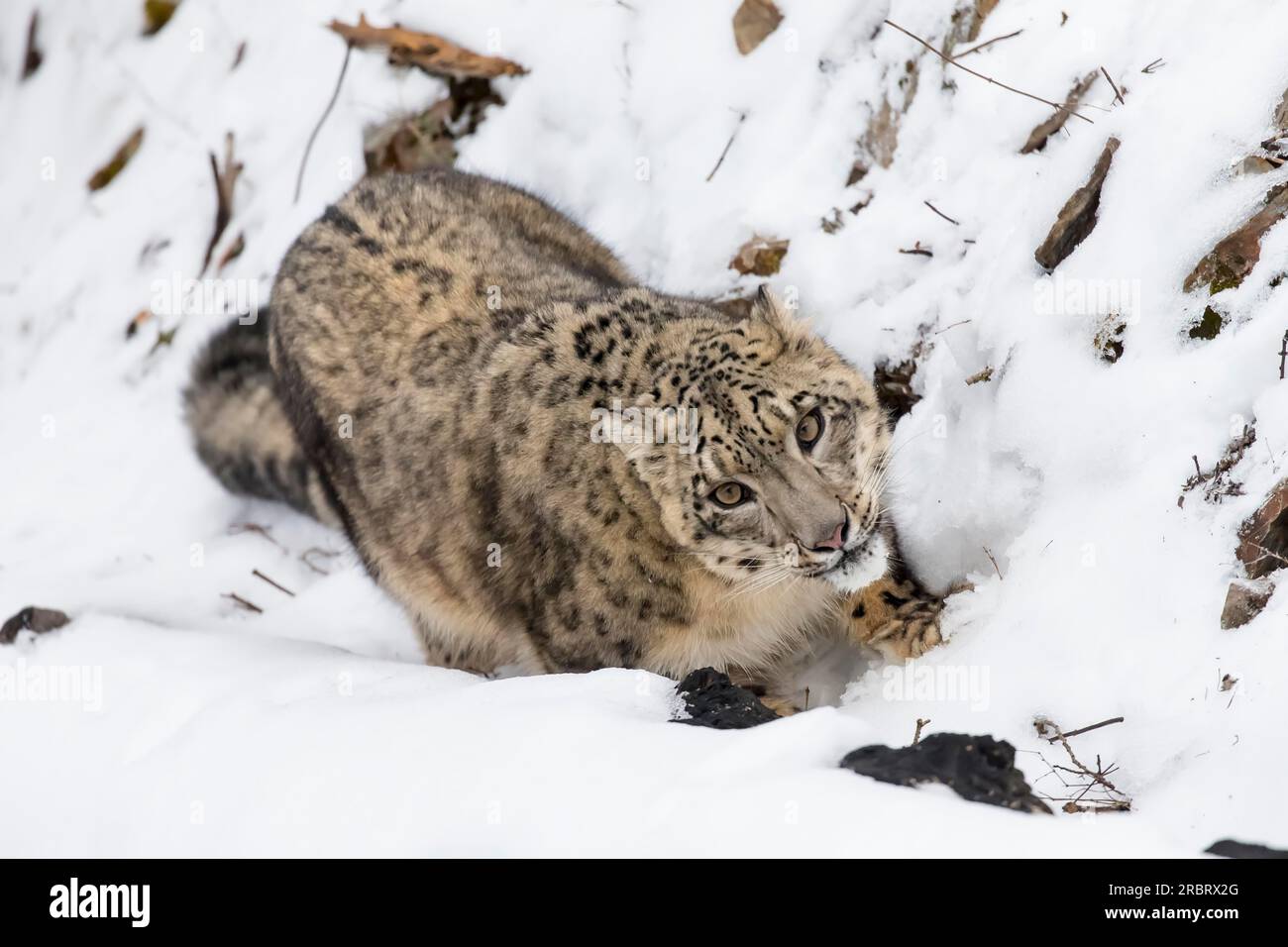 Snow Leopard in a snowy forest hunting for prey Stock Photo - Alamy