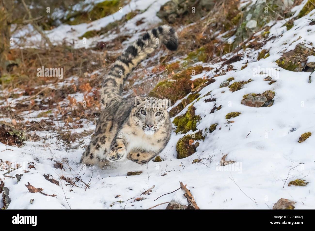 Jaguar prey catch hi-res stock photography and images - Alamy