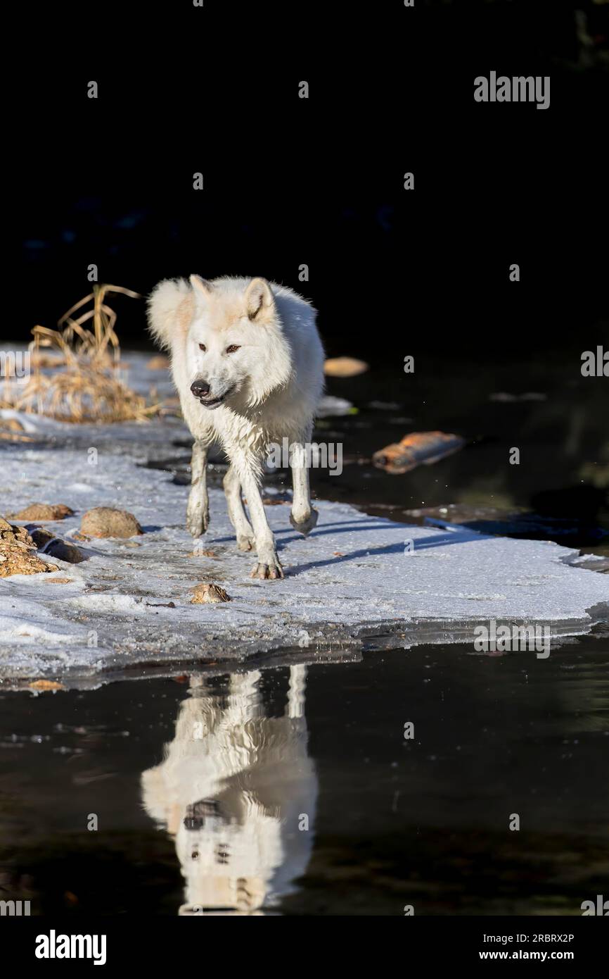 Two Arctic Wolves play around near an icy pond in a snowy forest ...