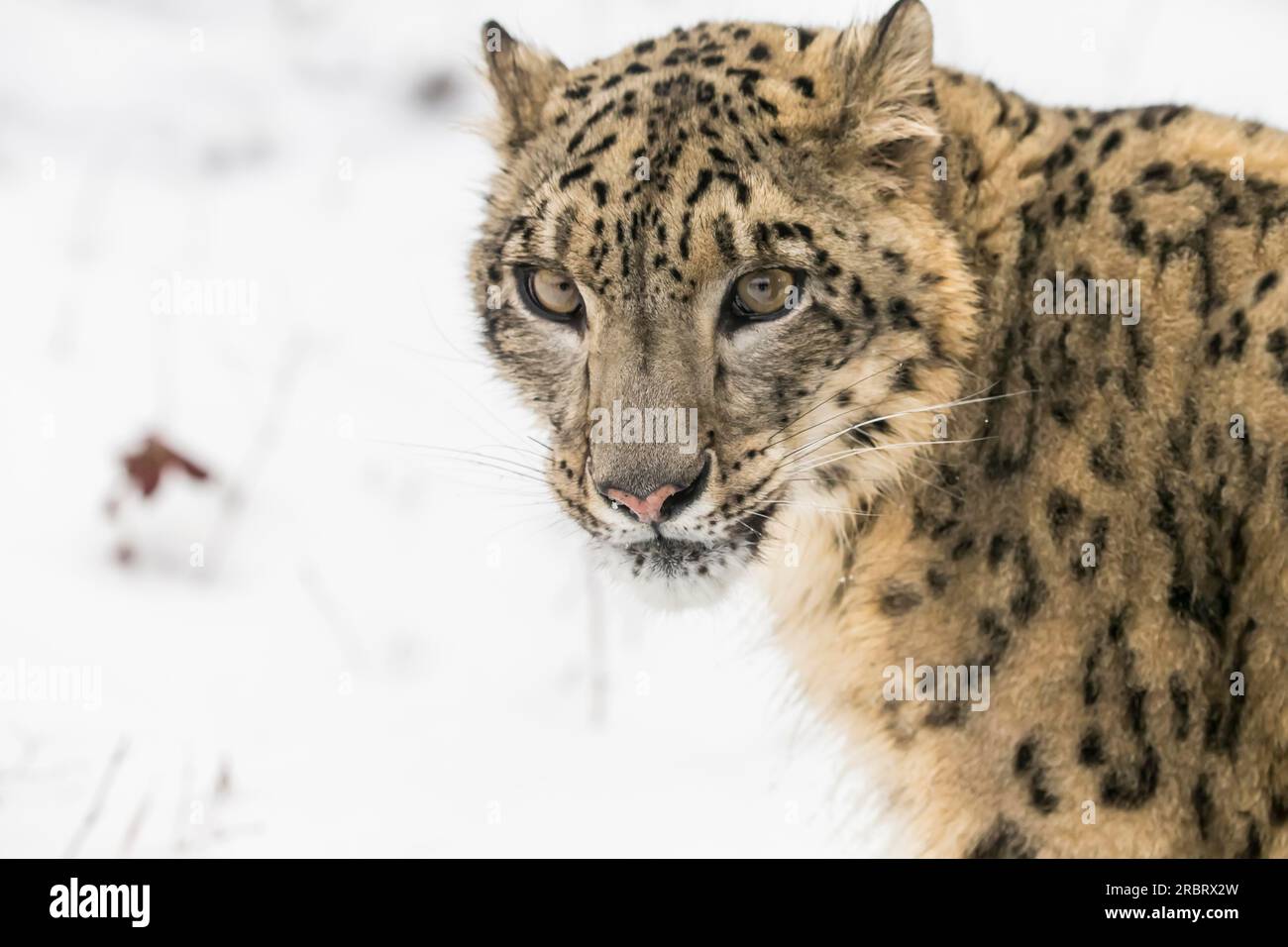 Jaguar prey catch hi-res stock photography and images - Alamy