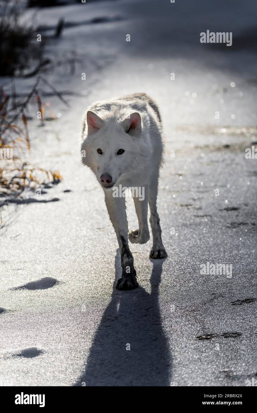 Arctic wolf hunting prey hi-res stock photography and images - Alamy