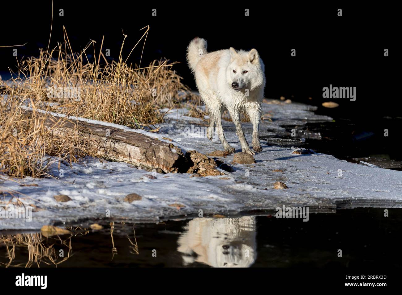 Two Arctic Wolves play around near an icy pond in a snowy forest ...