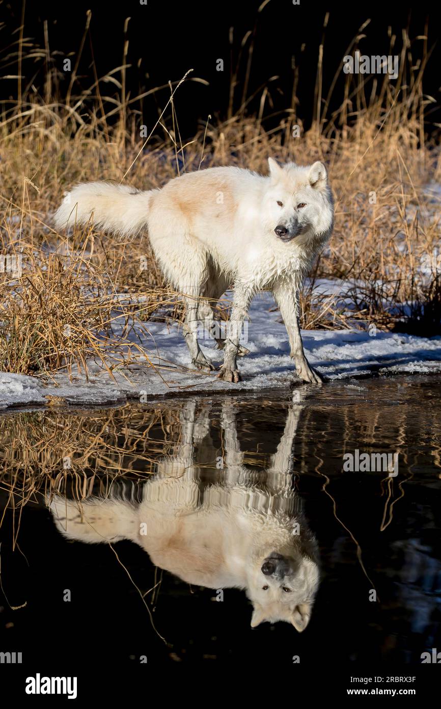 Two Arctic Wolves play around near an icy pond in a snowy forest ...