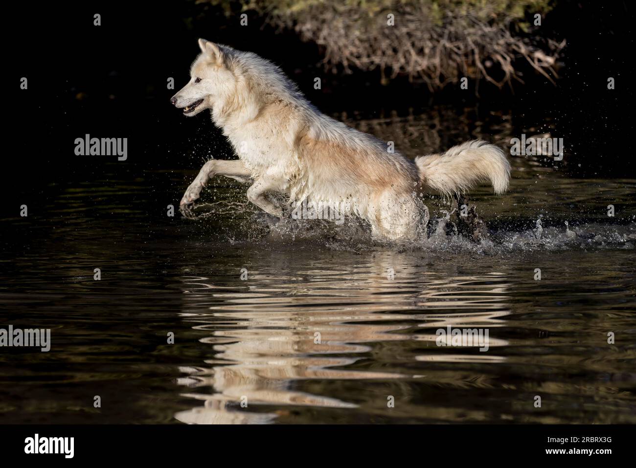 Two Arctic Wolves play around near an icy pond in a snowy forest ...
