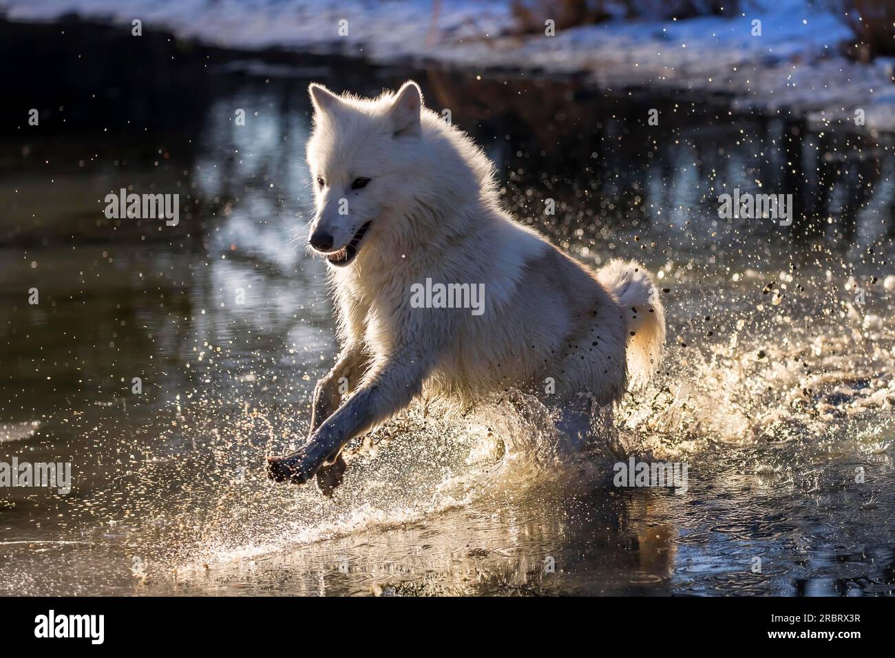Two Arctic Wolves play around near an icy pond in a snowy forest ...